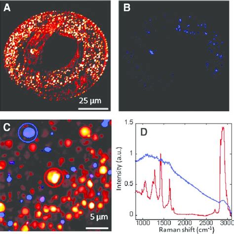 chemical imaging and spectral analysis of lipid species in c elegans