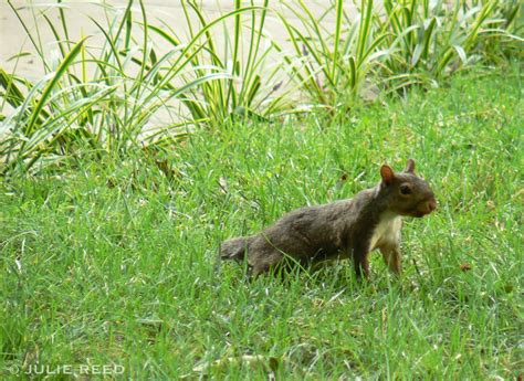 Bricolage Stumpy The Squirrel