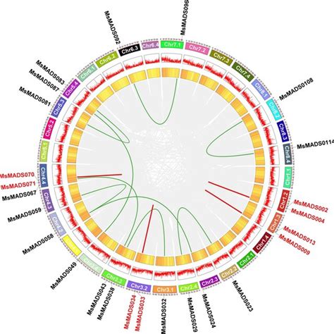 Synteny Analysis Of Msmads Box Genes In Alfalfa Gray Lines Represent