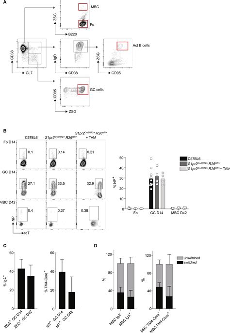 Antibody Affinity Shapes The Choice Between Memory And Germinal Center