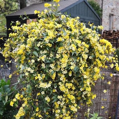 法国香水金钩吻攀援盆栽庭院阳台黄花茉莉开花爬藤植物四季常绿虎窝淘