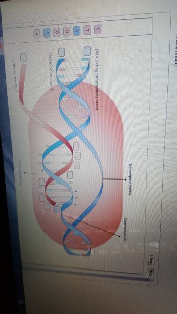 Answered C T 3 11 G 5 A Hius Dna Coding Information Strand Dna