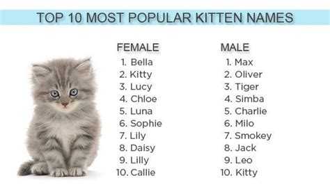 50 Cute Names For Grey Cats That Will Melt Your Heart