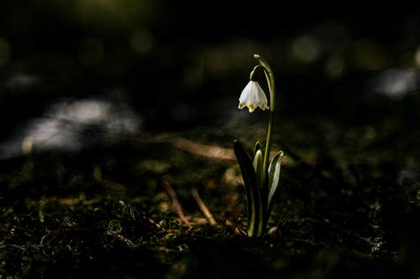 흰 꽃의 클로즈업 사진 · 무료 스톡 사진