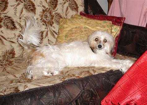 Китайская хохлатая Китайская хохлатая собака Питомник китайской хохлатой