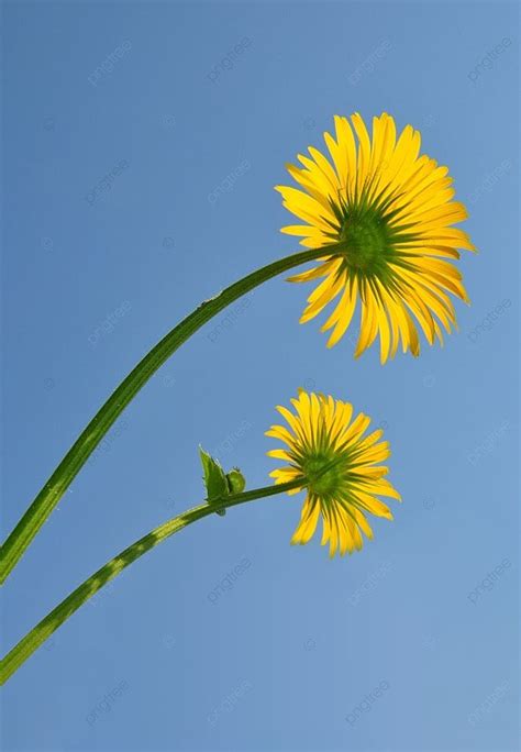 50 Doronicum Oriental Fotos Imagens E Fundo Para Download Gratuito