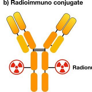 General Design Of An ADC Constituted By An Ab A Payload And Linker Download Scientific