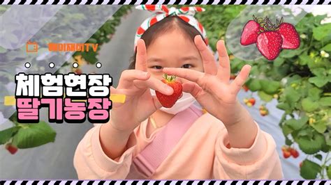 헤이재이 딸기농장 체험 딸기 따는 방법 Youtube