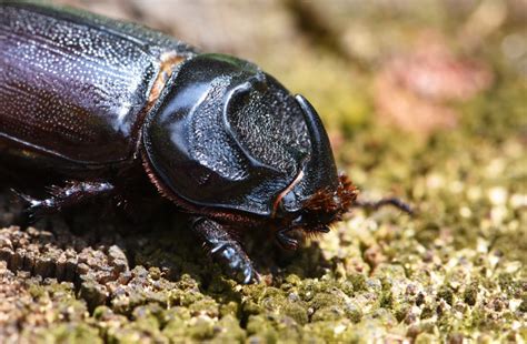Over 900 Invasive Beetles Found During First Of Its Kind Hunting