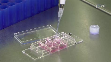 Fluorescent Probe Imaging Assay A Technique To Visualize Oxidative Stress In The Reactive