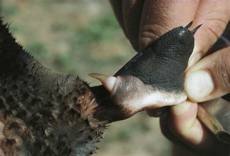 Platypus Facts Ornithorhynchus Anatinus