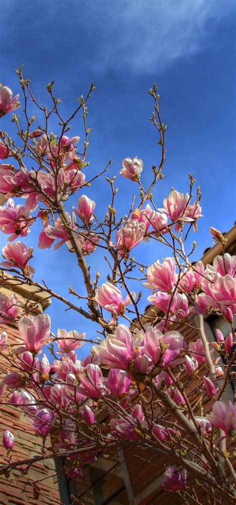 Huawei P Lite Wallpapers Hd