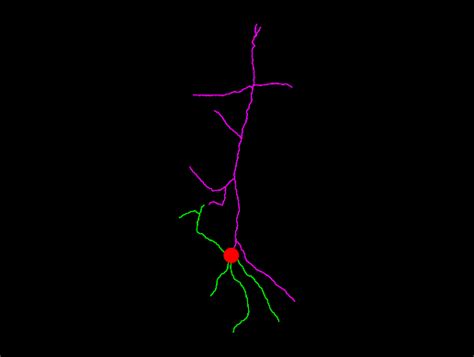 Detailed Cell Information 276fsection4image1hetneuron1trace