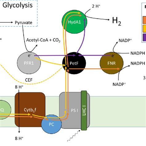 Active Site Of Different Types Of Hydrogenase Enzyme A Download