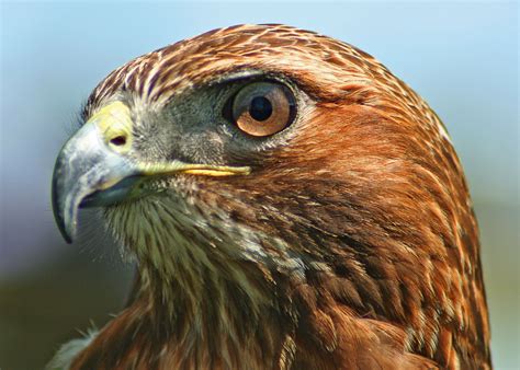 Hawk Messages And The Path Of Listening Hawk Beak Falcon Beak Bird Of