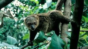 Bear Cuscus Characteristics Habitat And Breeding In The Trees