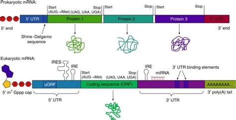 7 Types Of Rna With Structure And Functions Microbe Notes Gene