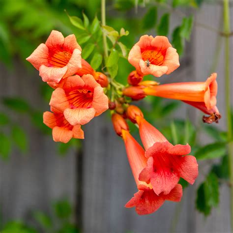 11 Weeds With Stunning Orange Blooms That Can Brighten Your Landscape
