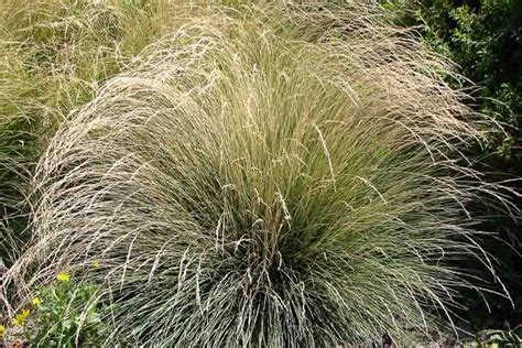 A Giant In The World Of The Fescues Festuca Mairei Atlas Fescue Is A Long Lived Evergreen