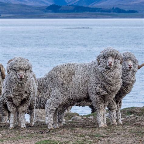 Merino Wool The Ultimate Guide