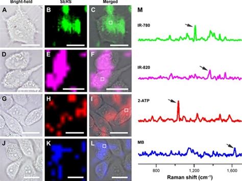 Full Article Development Of Graphene Oxide Wrapped Gold Nanorods As