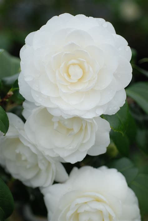 White Camellia Japonica Varieties Camellia Japonica Pink Stripe