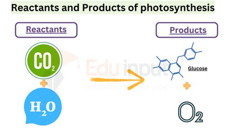photosynthesis process factors formula adaptations
