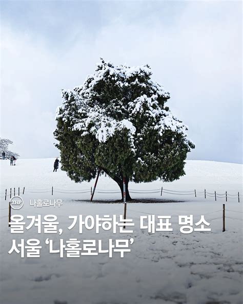 서울더핫플 서울맛집 서울카페 서울여행 서울가볼만한곳 서울에서 눈오면 가장 먼저 가야할 명소 중 하나 나홀로나무 🌳 마치