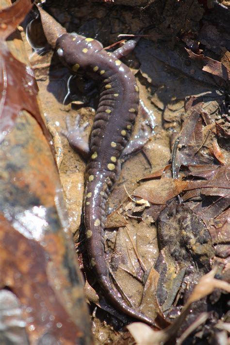 The Preserves Spring Spotlight Species Spotted Salamander Virginia