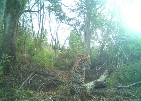10 Critically Endangered Javan Leopards Spotted In West Java Environment The Jakarta Post