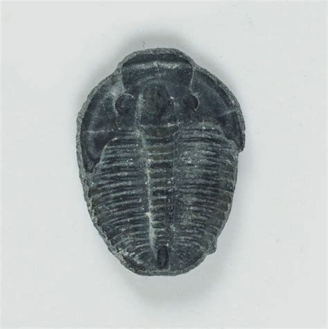 Trilobite Fossil 20548 Small Awesome 505 Million