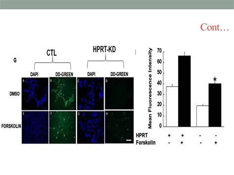 Molecullar Biology Camp Presentation Pptx