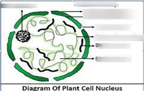 botany lec chapter 3 diagram quizlet