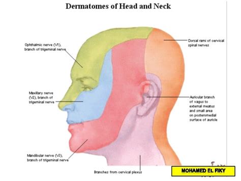 Anatomy Of Scalp Anatomy Of Scalp