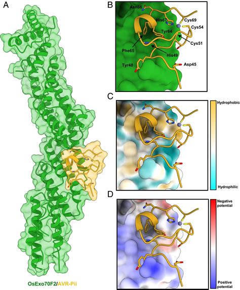 Researchers Find Clues To Protecting Crops From Blast Disease By Gaining Insights Into Plant