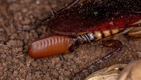 Cucaracha Americana Neoplagas Equilibrio Ambiental