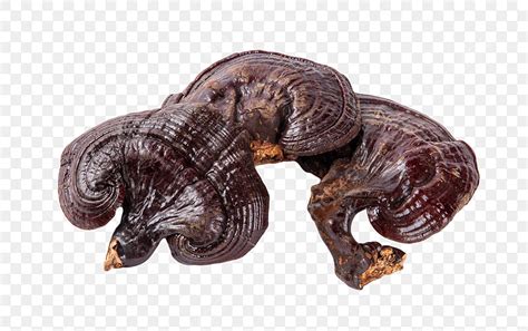 Ganoderma Lucidum Png Picture Ganoderma Lucidum All Natural Medicinal Herbs Png Image For