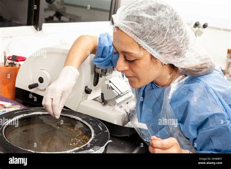 Scientist Preparing A Paraffin Embedded Tissue For Pathology Analysis Floating Method For