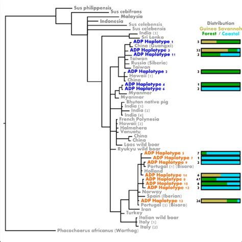 A Bayesian Phylogenetic Tree Based On Analysis Of The Mitochondrial D