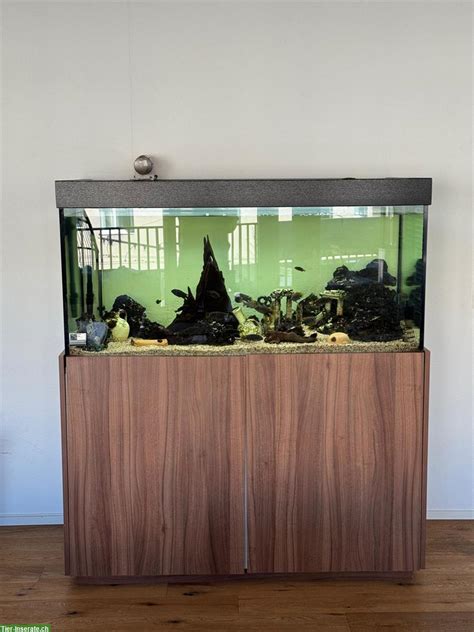 Wunderschönes Aquarium Mit Malawi Fische And Zubehör Tierinserat 425894
