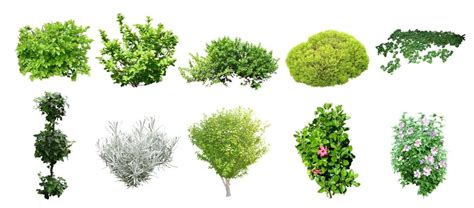 Difference Between Herbs And Shrubs Guru