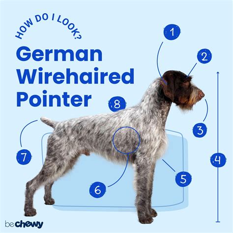 German Wirehaired Pointer Breed Characteristics And Care Bechewy