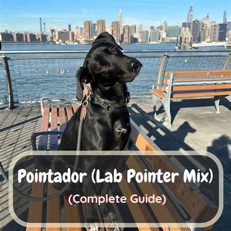 The Pointador Lab Pointer Mix All To Know Labrajoy