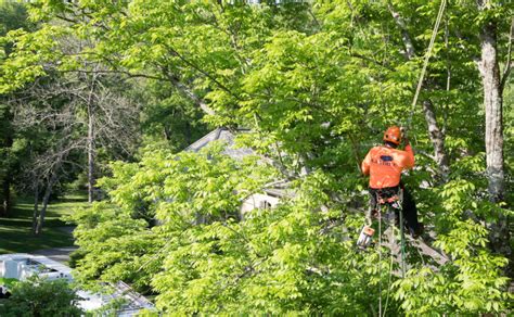 How To Find The Best Tree Loppers Near Me
