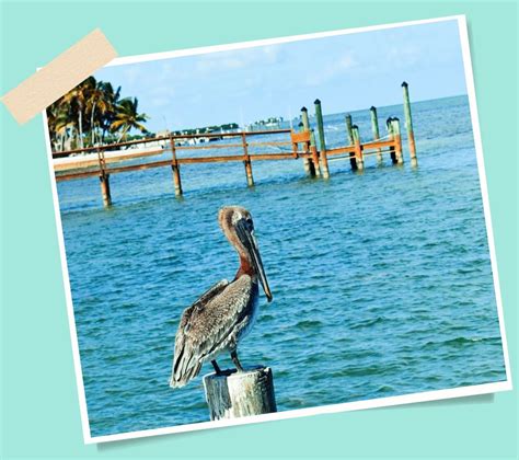 Lazy Days Now Offers Offsite Catering Lazy Days Restaurant Islamorada