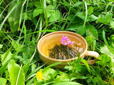 8 Best Teas For Asthma Relief And Respiratory Infection