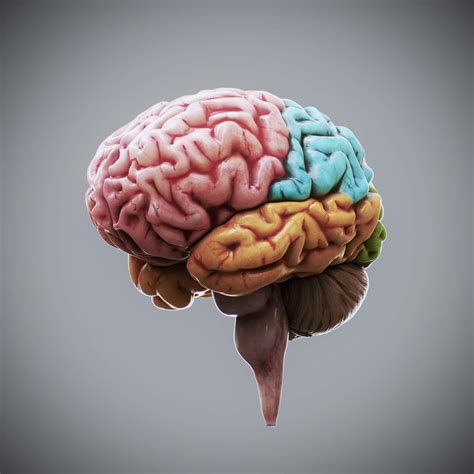 Human Brain Anatomy 3d Model By Nonecg