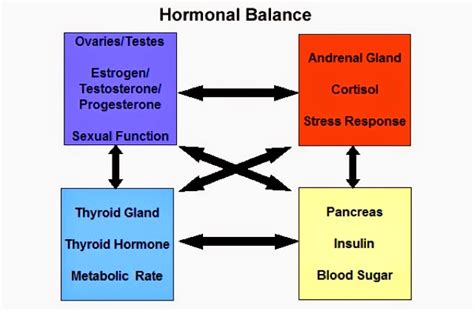 Paleo Debunking Hormones And Their Hidden Identity