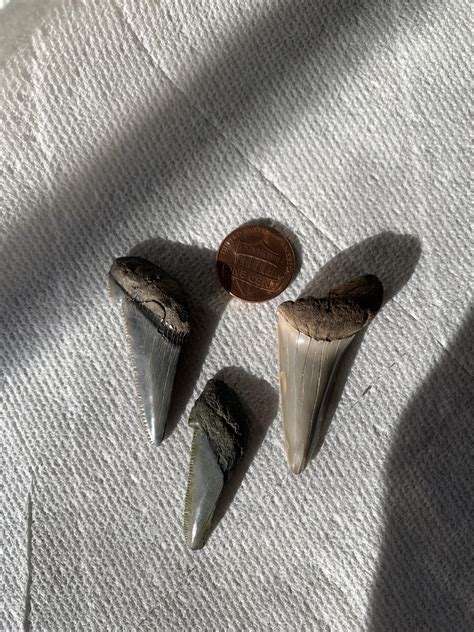 Identification R FossilPorn