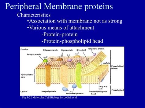 Peripheral Membrane Proteins Definition Biology At Victoria Riley Blog